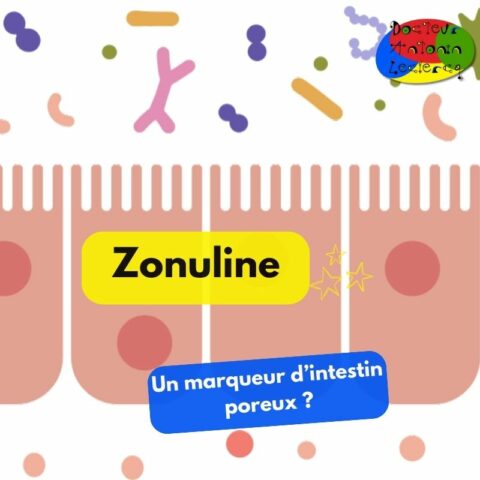 Zonuline & Leaky Gut : La Protéine Qui Fait Fuir Votre Intestin - Dr ...